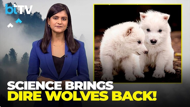 Science Meets Magic | Dire Wolf Brought Back To Life: History, DNA ...
