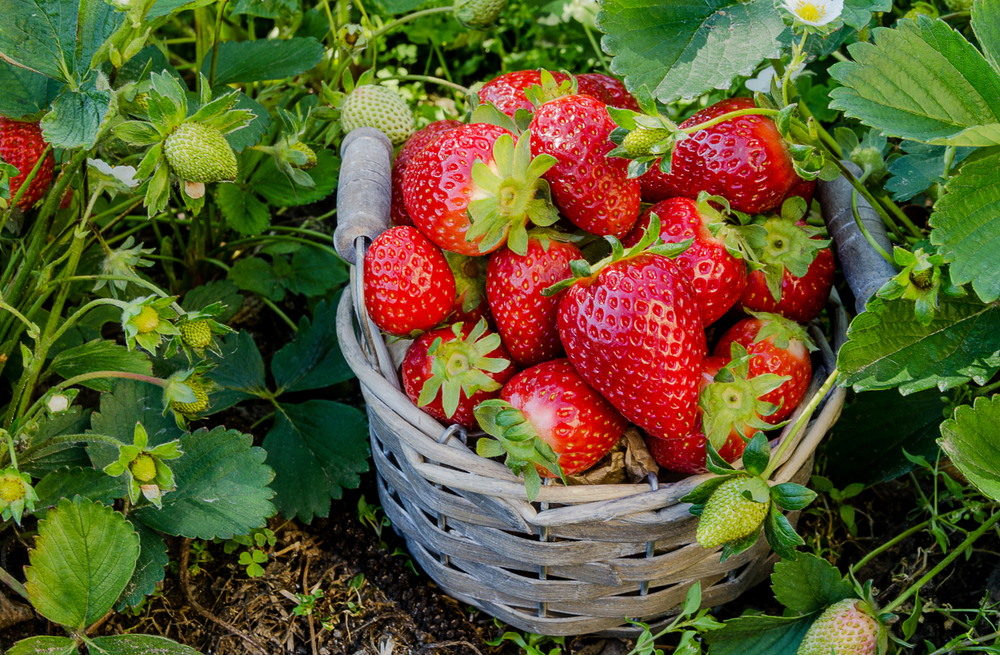 12 Foods That Are Way Cheaper to Grow Than Buy