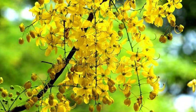 Vishu's Golden Emblem: The sacred beauty of Konna flowers