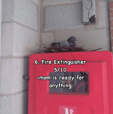 30 Worst-Rated Pigeon Nests From This Account That Hilariously Reviews ...