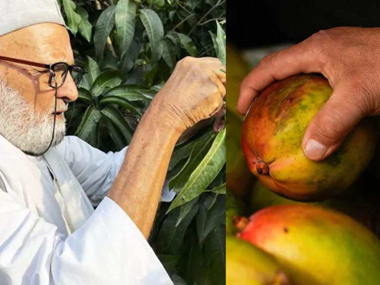 300 types of mangoes on 1 tree: The amazing story of India's "mango man ...