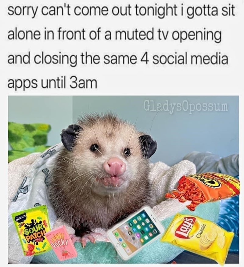 25 Emergency Animal Memes to Spend the Weekend Giggling Rather Than ...