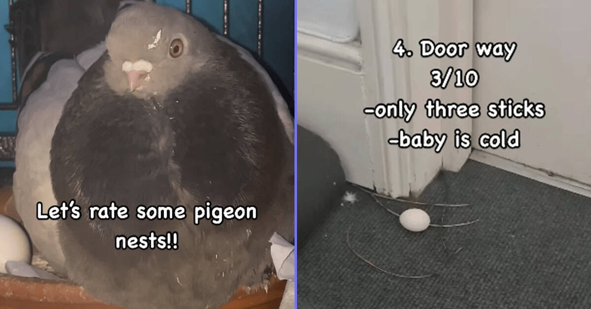 30 Worst-Rated Pigeon Nests From This Account That Hilariously Reviews ...