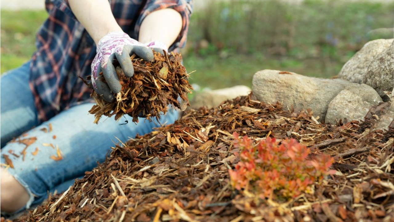 8 tricks to keep plants from getting overrun by weeds