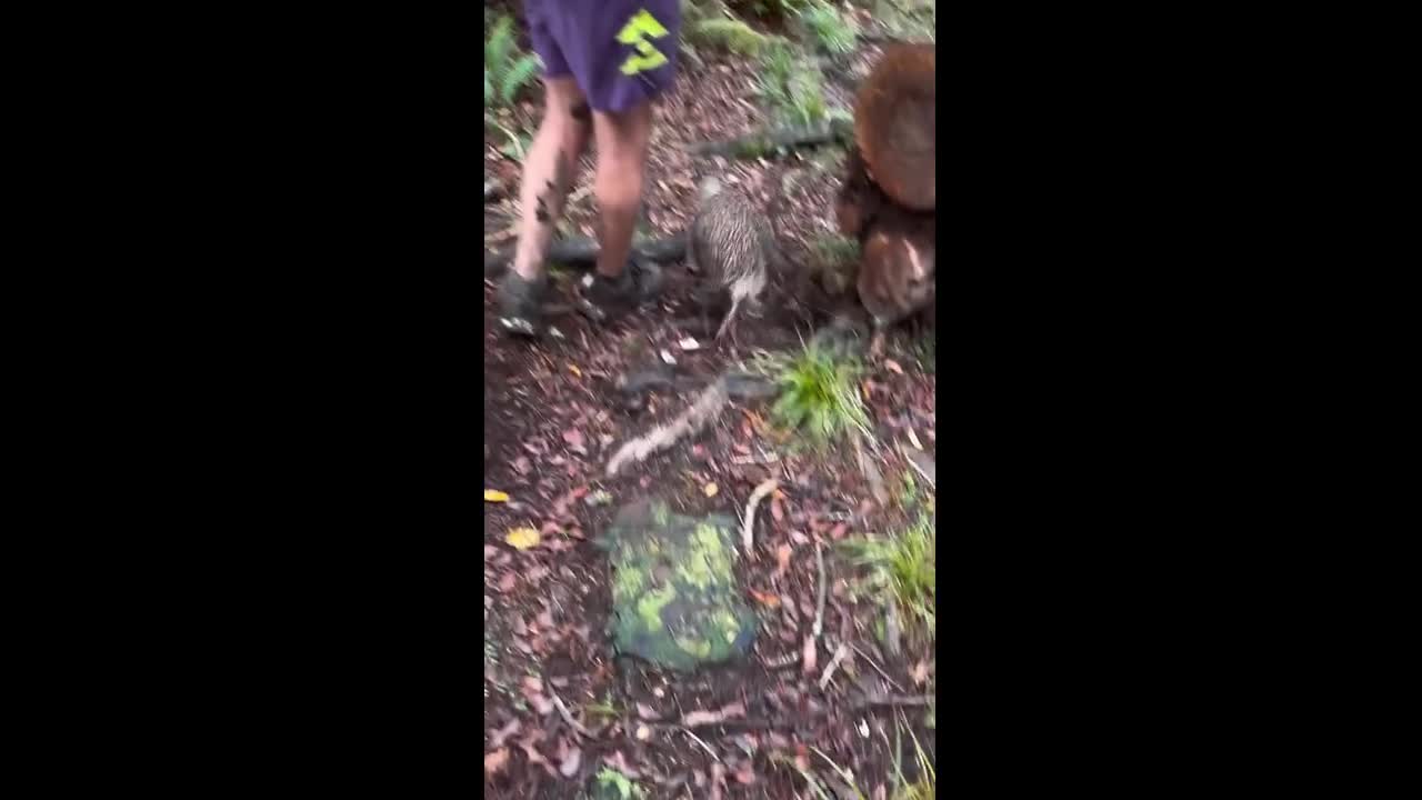 Kiwi bird runs off after approaching person on Stewart Island