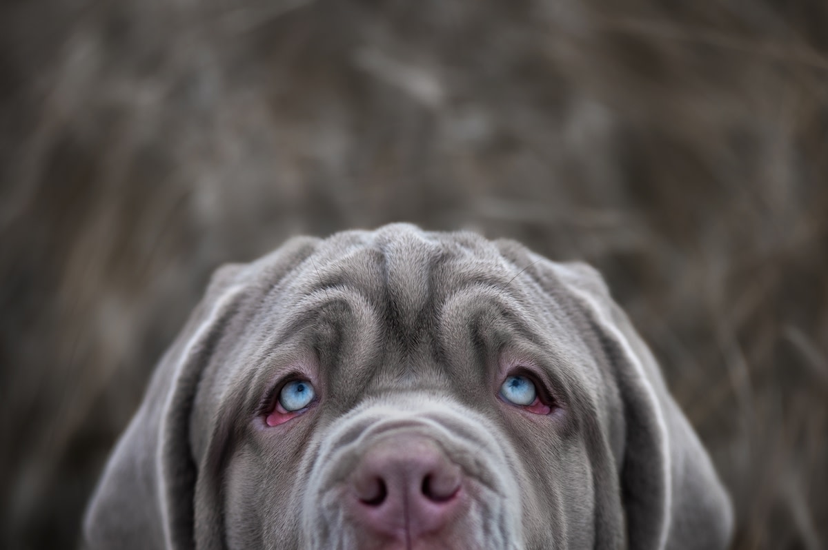 Mastiff Looks So Much Like 'Harry Potter' Character Hagrid's Dog 'Fang ...