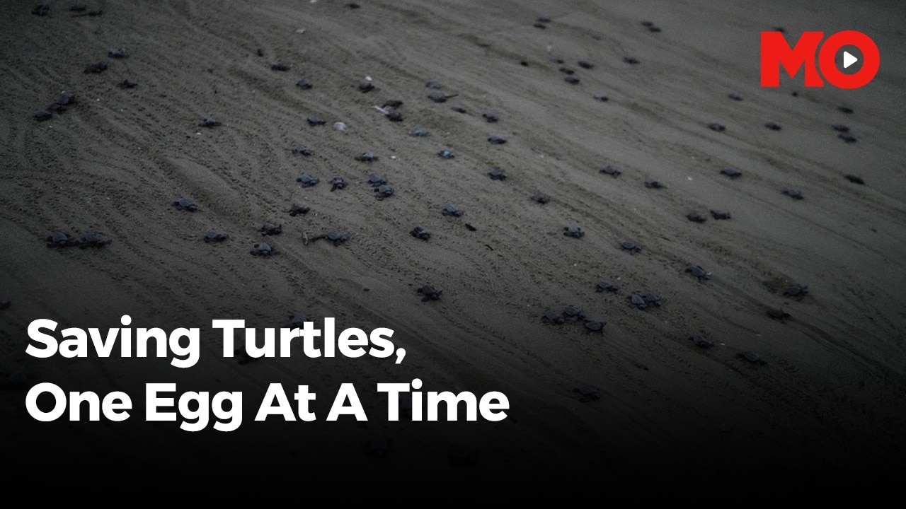Saving Turtles, one egg at a time