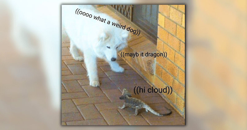 24 Doggo Memes That Wag Their Tails Because They're so Excited to Meet You