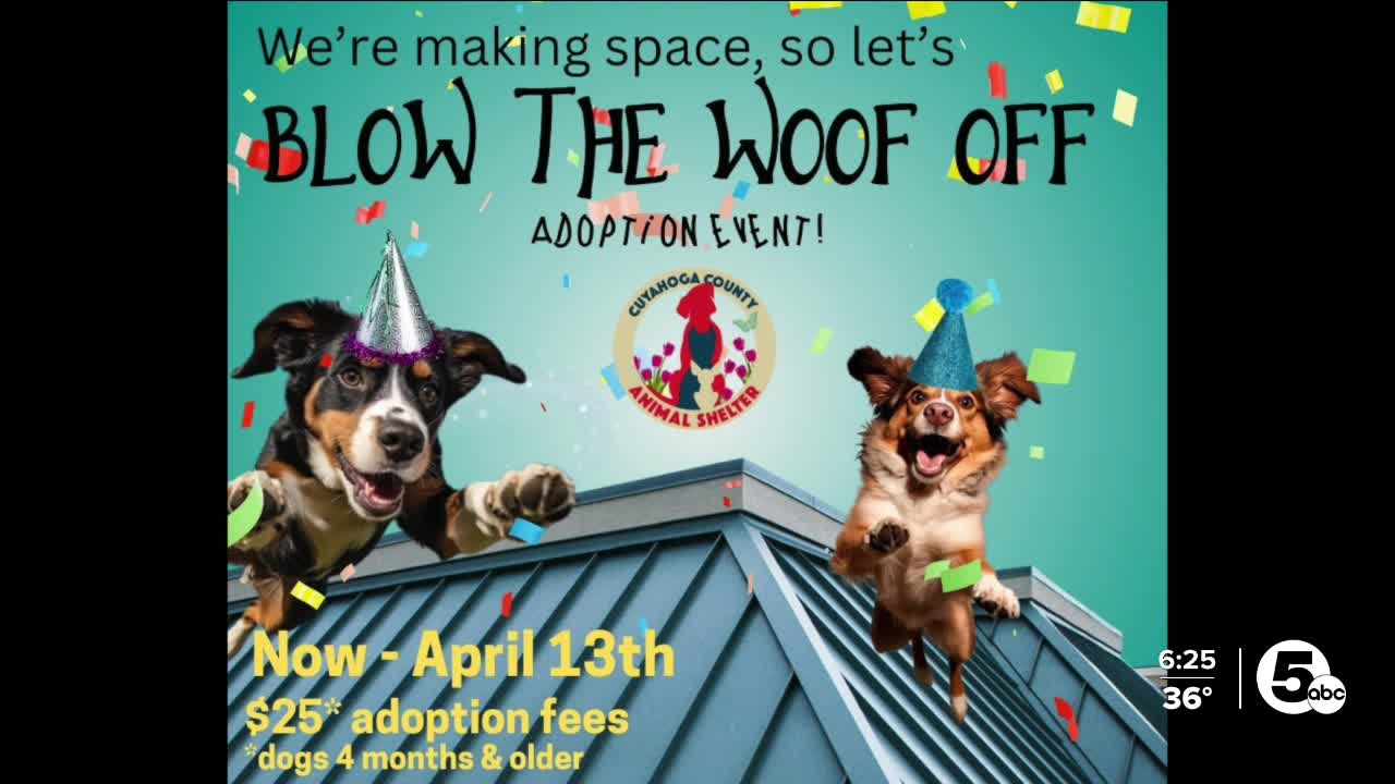 Cuyahoga County Shelter overflowing with dogs