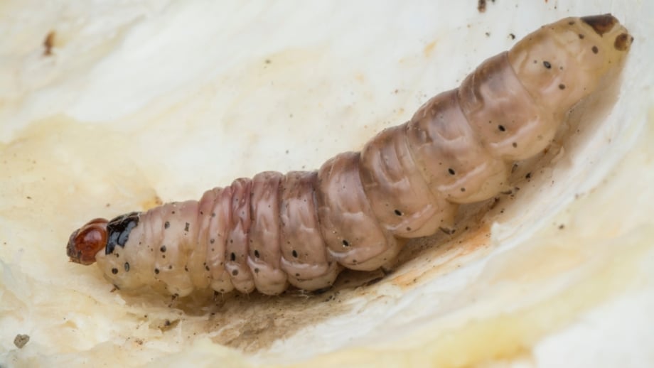 How to Get Rid of Iris Borers in 7 Steps