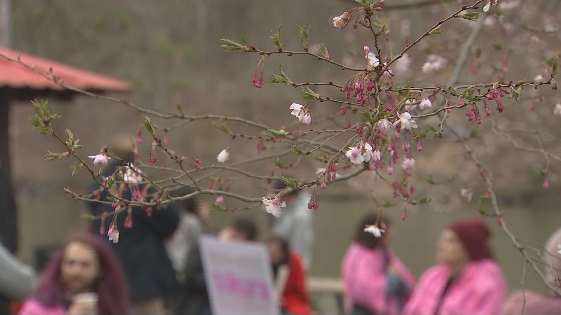 Pittsburgh Sakura Project hosts cherry blossom viewing party