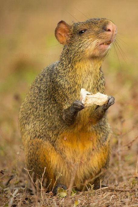 5 animals that survived extinction against all odds