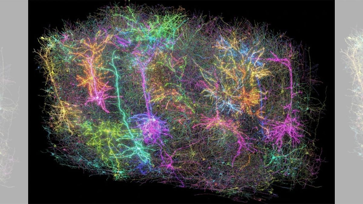 Scientists develop most accurate 3D map of mammal brain yet. It’s like ...