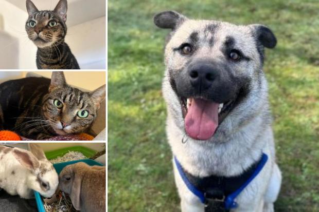 5 pets from RSPCA Brighton who are on the lookout for loving new homes