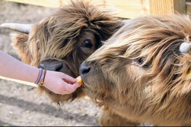 Unique experience close to Cambs where you can have afternoon tea with ...