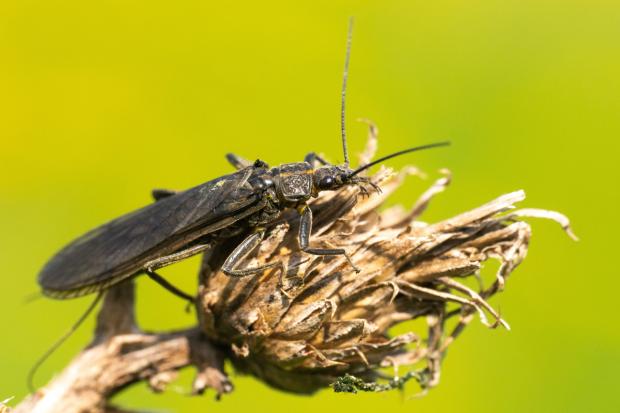 Endangered insect found only in Wrexham to be highlighted through art