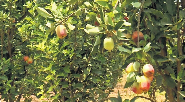 Kashmir to Kulali: Farmer brings apple orchards to scorching hot North ...