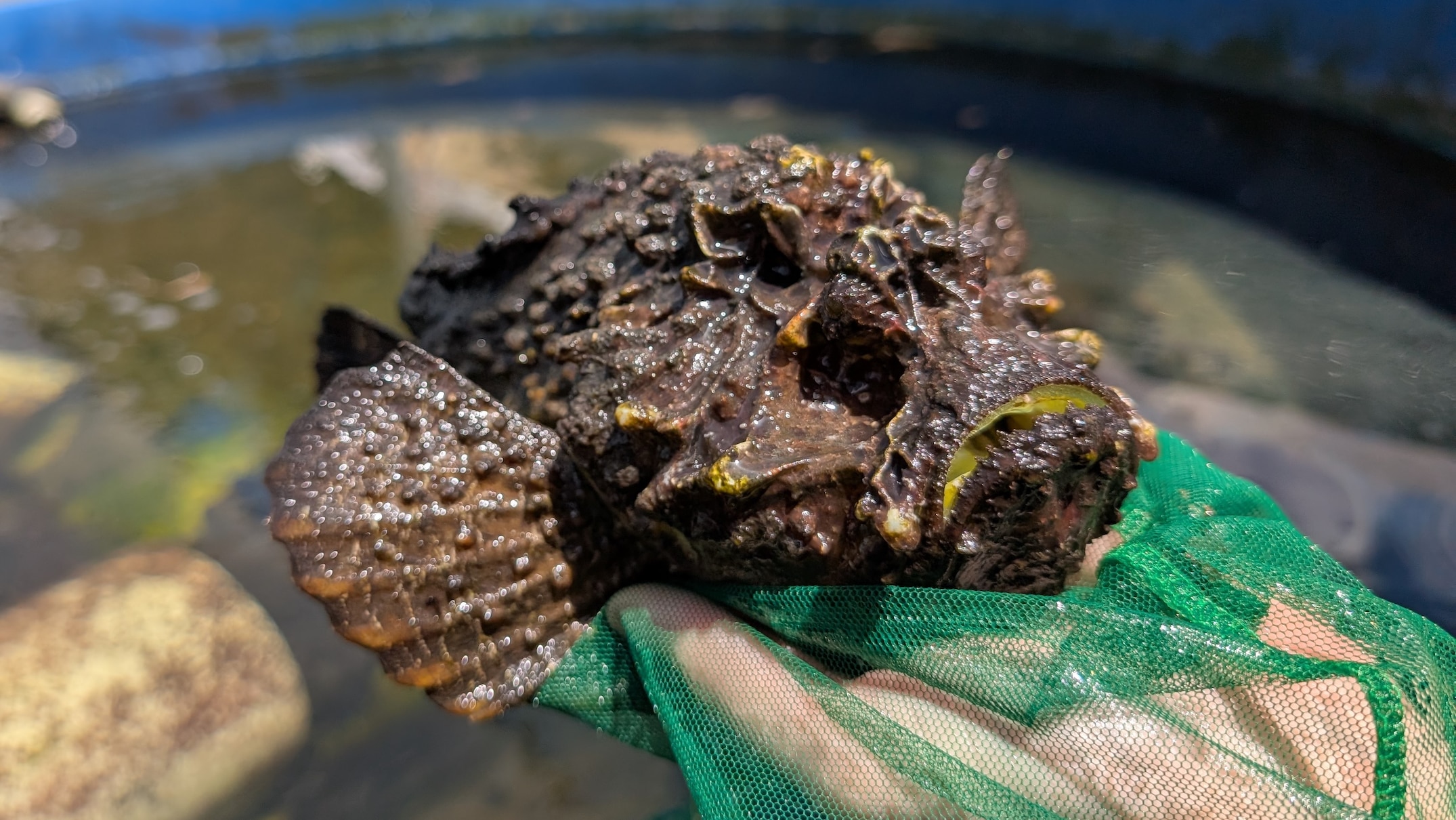 Stonefish toxin could be new weapon against one of livestock's biggest ...