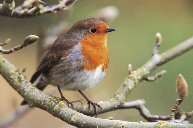 8,800 Wiltshire residents take part in Big Garden Birdwatch