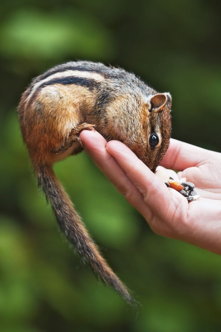 5 animals that survived extinction against all odds