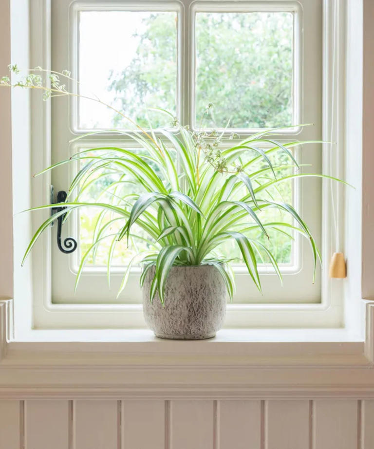 Did you know spider plants have flowers? 3 determining factors