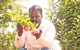 Kashmir to Kulali: Farmer brings apple orchards to scorching hot North ...