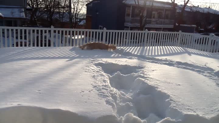 Dog Jumps Through Snow With Pure Excitement