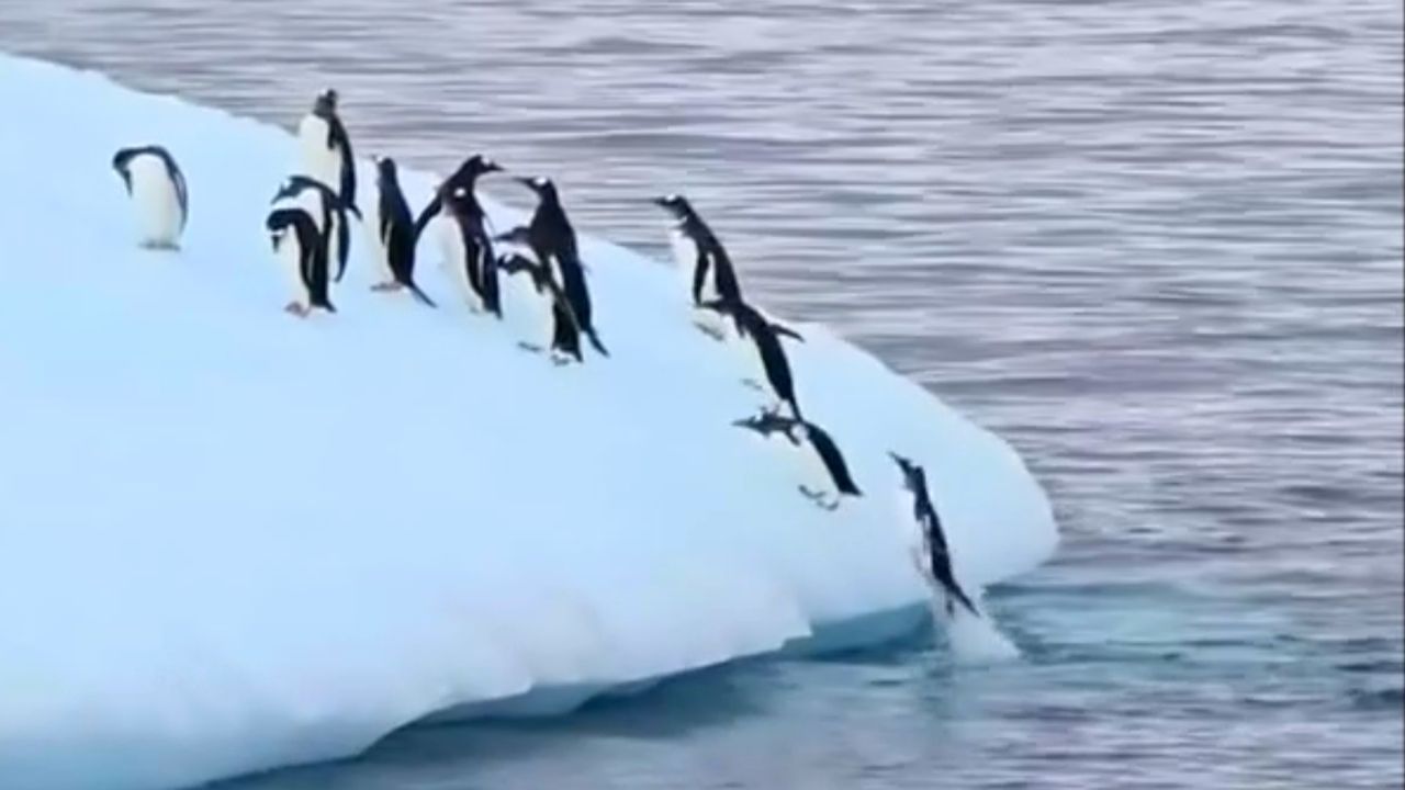 Penguin iceberg party