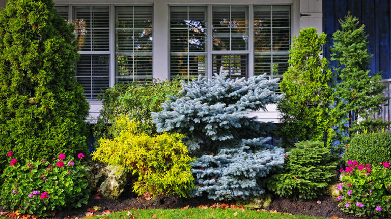 How To Place Shrubs In A Front Yard For The Most Aesthetically Pleasing ...