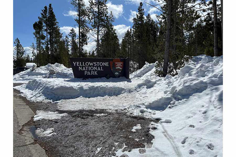 Yellowstone National Park to begin opening entrances, roads to public ...