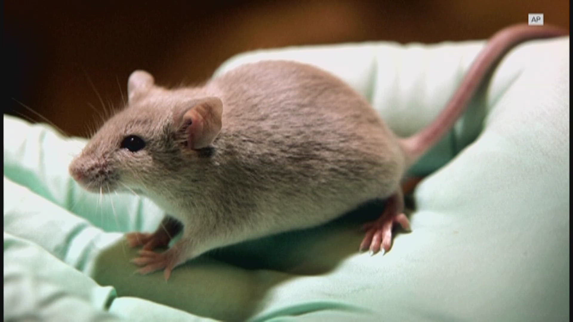 Mice reveal better look at humans' brain activity after latest study