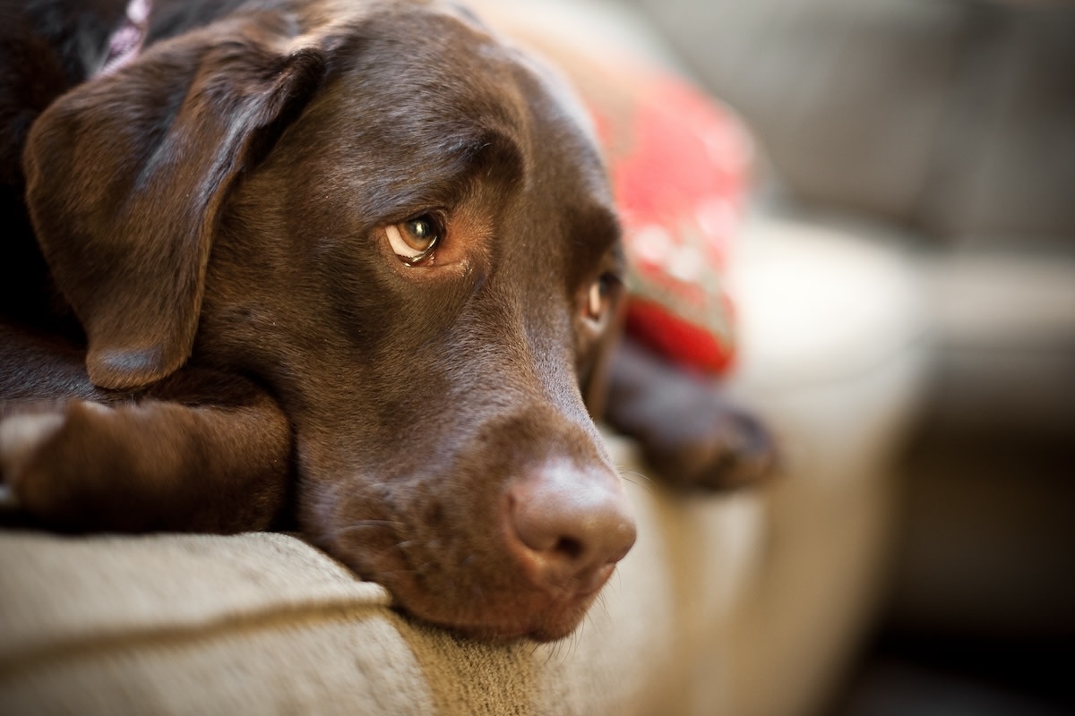 Sweet Chocolate Lab Tries To Play with His Own Shadow Like the ...