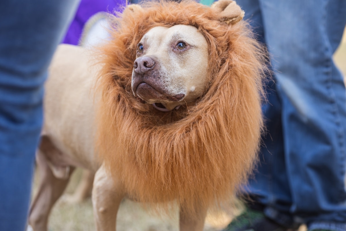 Deaf Therapy Dogs Steal the Show As Simba and Mufasa in School’s ‘Lion ...