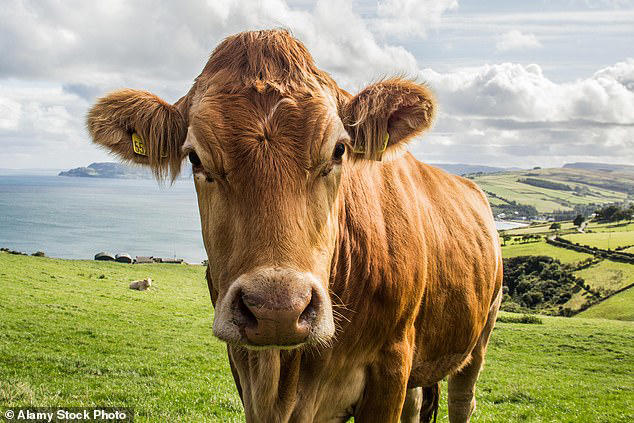 Cow hide used in NHS skin grafts for severe facial wounds