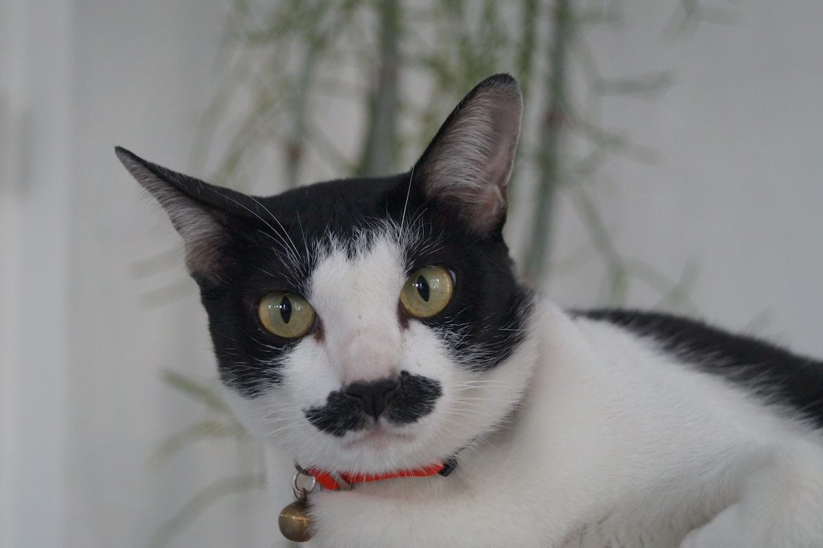 Cat Turning Off Dad’s CPAP Machine When He Wants His Breakfast Takes ...