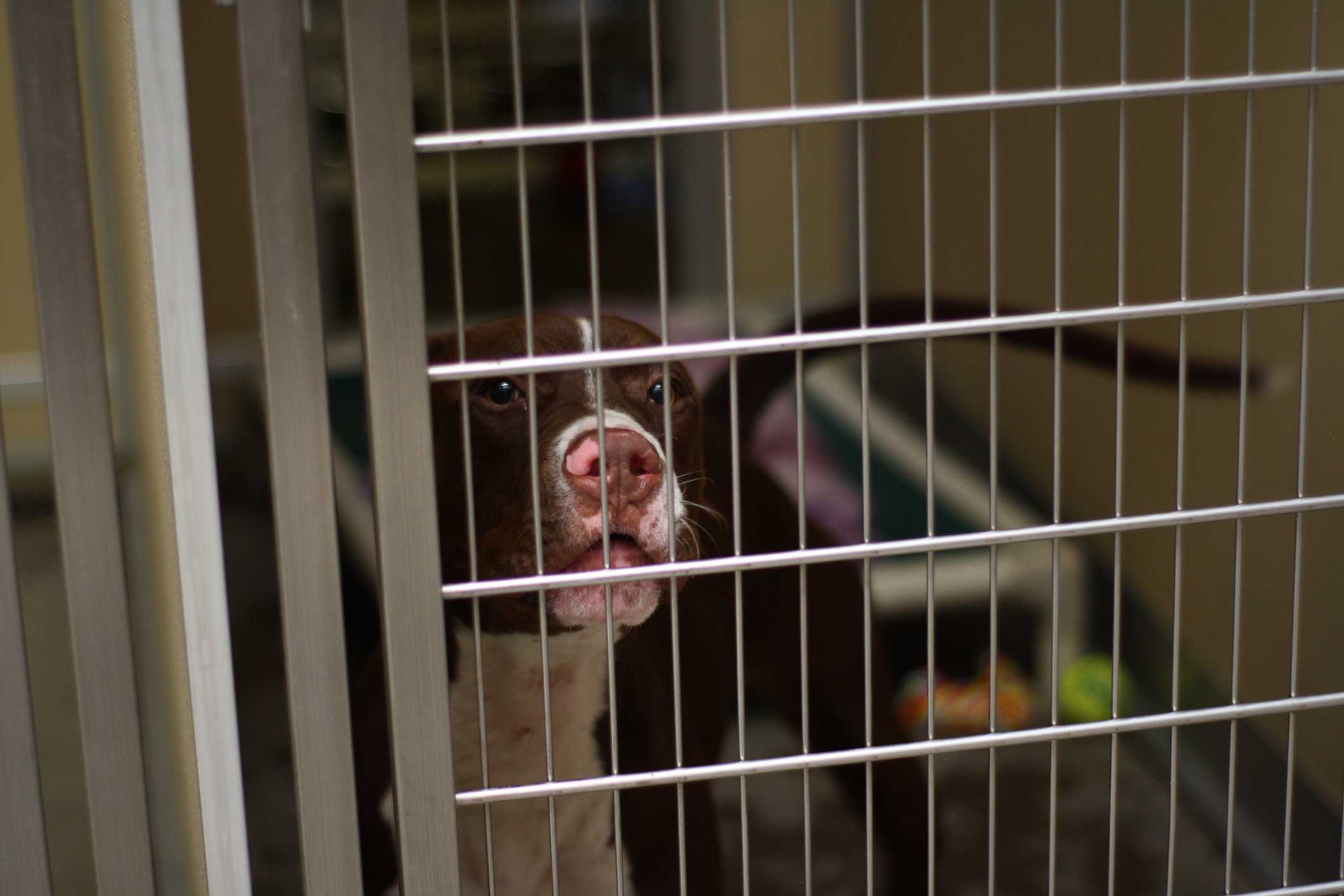 Amid series of dog attacks seen across Ohio, lawmakers weigh mandatory ...