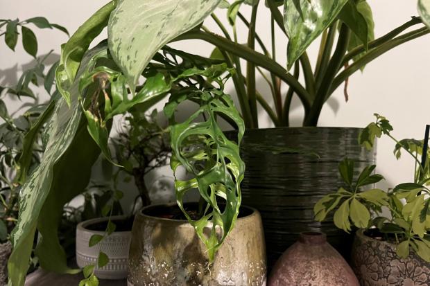 Five of the best garden centres to visit this spring