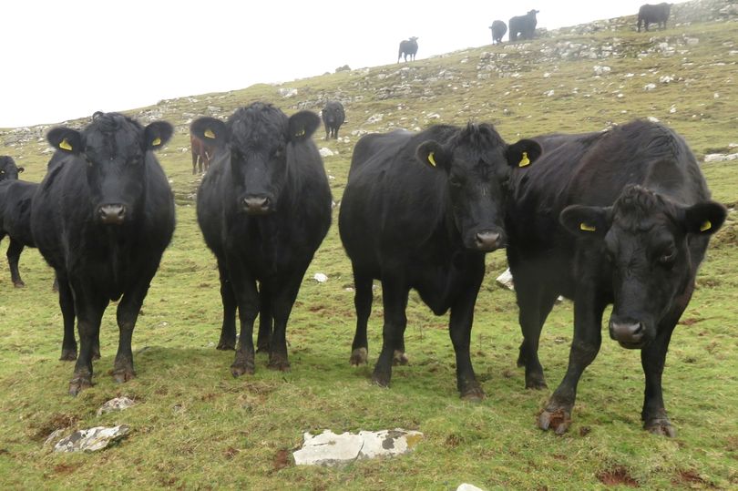 Cattle rustlers strike Devon farm