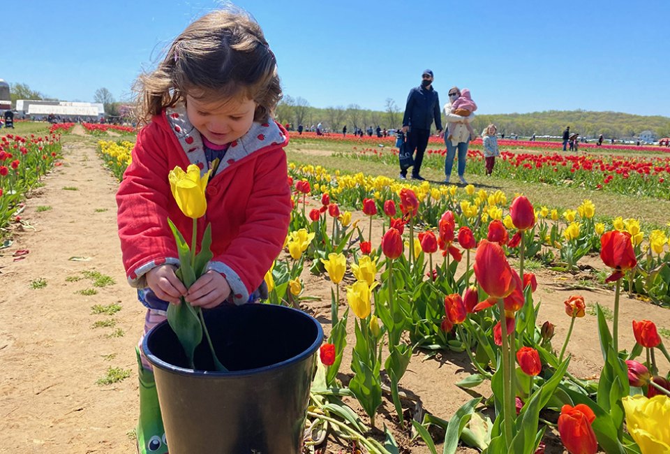 Beautiful Flower Farms near NYC for Pick-Your-Own Blooms