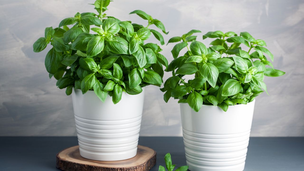 9 Tips to Grow Bushy, Flavorful Basil