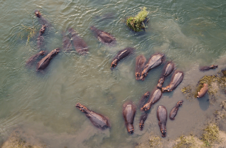 At least 50 hippos die from anthrax in Virunga National Park ...