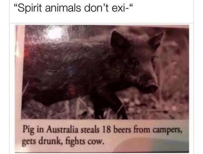 30 Funny Pig Memes That Are Bacon Us Laugh