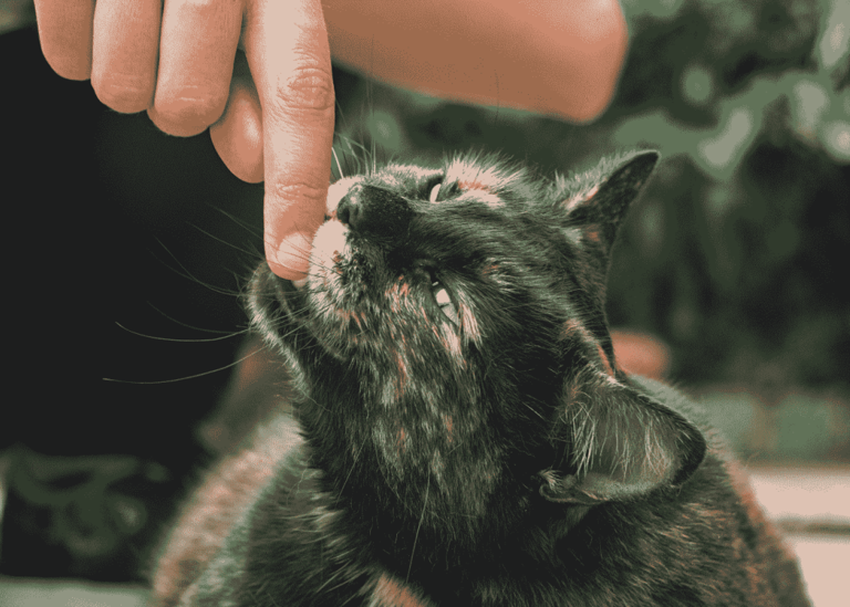 Why Does Your Cat Grab Your Hand and Then Bite You?