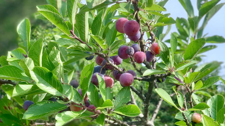 The Tasty Fruit Tree You Can Grow In Sandy Soil Conditions