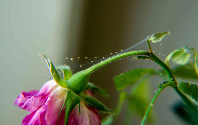 The 5 Most Common Houseplant Bugs, According To An Expert