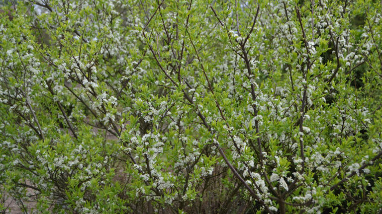 The Tasty Fruit Tree You Can Grow In Sandy Soil Conditions