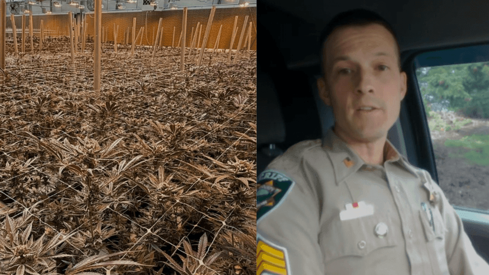 Illegal marijuana growing operations often violate more than just state ...