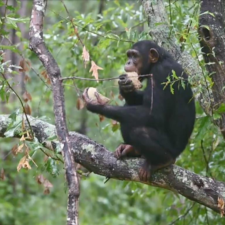 Chimp Haven, the world's largest chimpanzee sanctuary