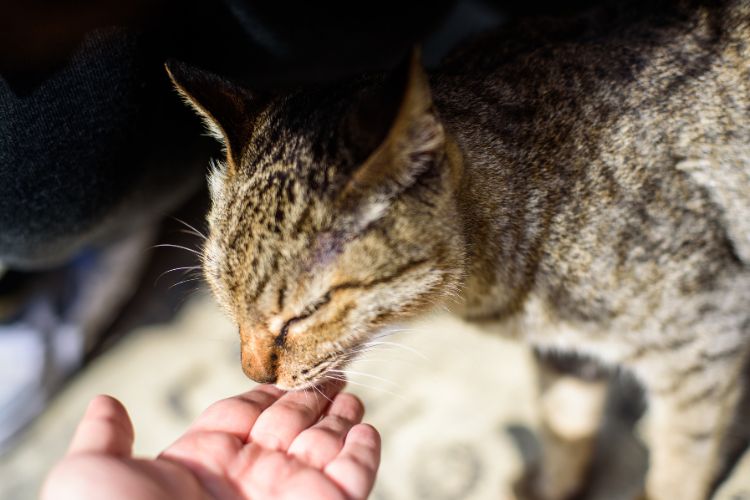 Why Does Your Cat Grab Your Hand and Then Bite You?