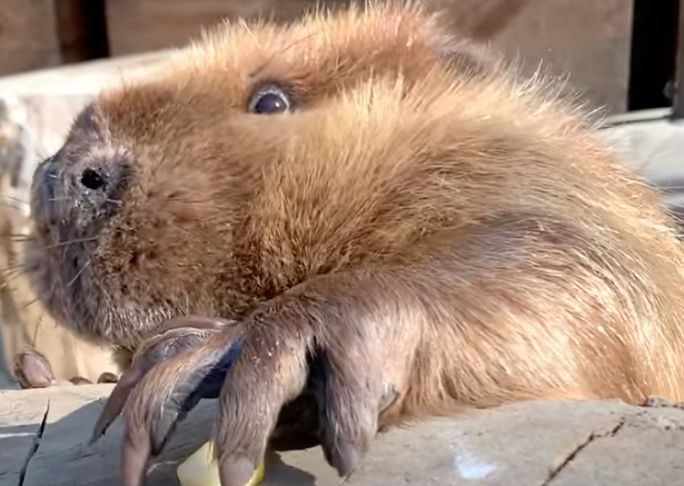 Get up close and personal with Peanut the beaver